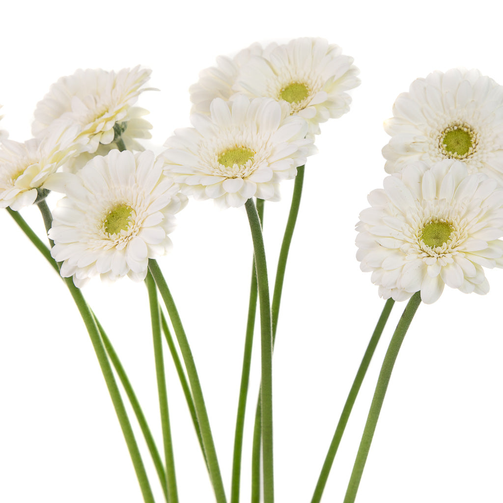 Germini blanc (20 tiges)