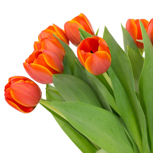 Tulipe orange (10 tiges) - Atelier Rose Pivoine