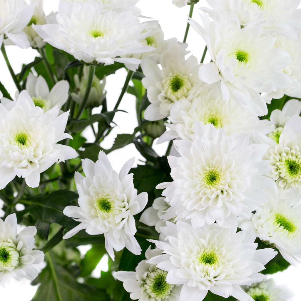 Margot blanche (10 tiges) - Atelier Rose Pivoine