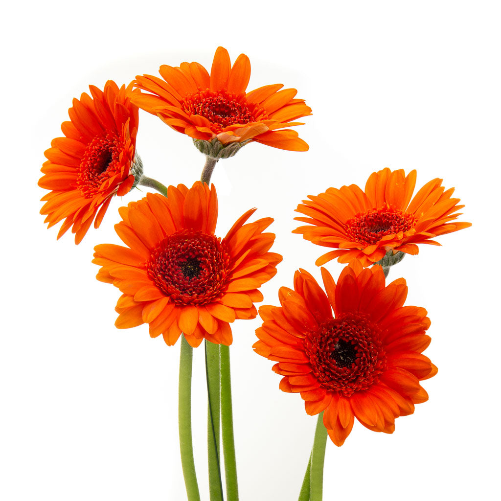 Germini orange (20 tiges) - Atelier Rose Pivoine