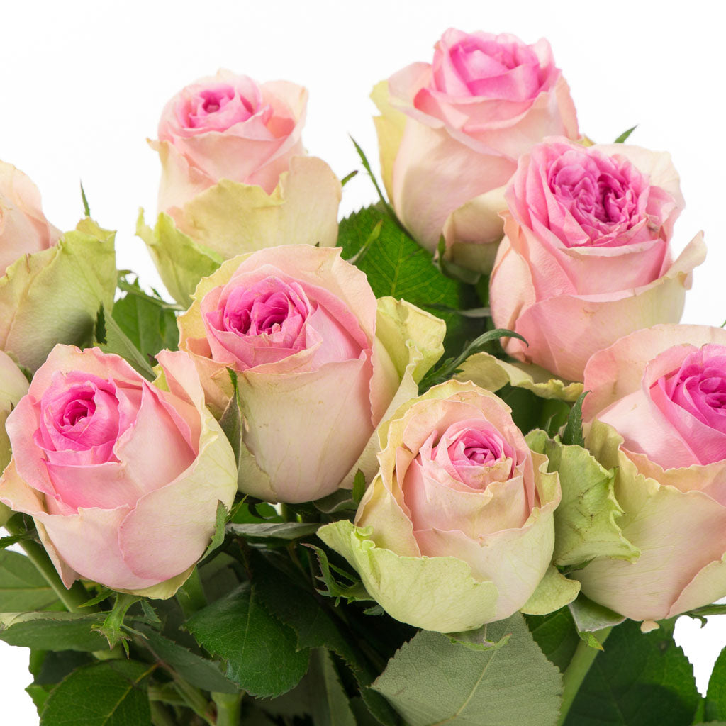 Rose Brigitte (10 tiges)