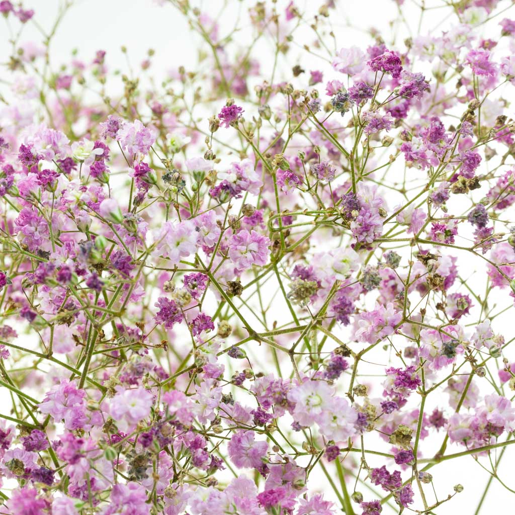 Fleurs coupées DIY - Atelier Rose Pivoine