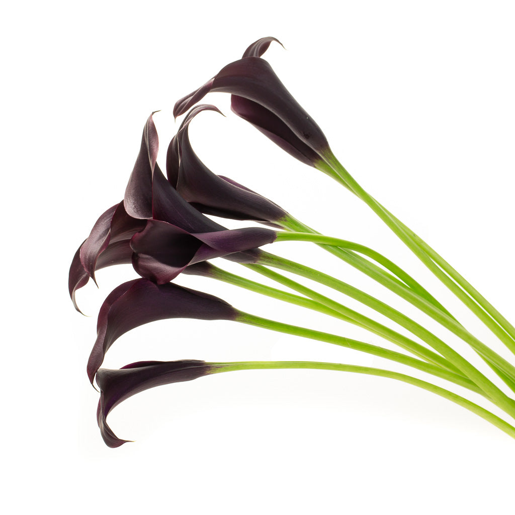 Calla violet (10 tiges) - Atelier Rose Pivoine