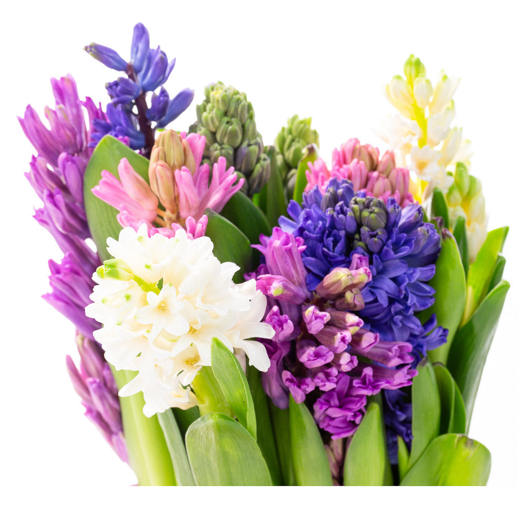 Jacinthe couleurs variées (10 tiges) - Atelier Rose Pivoine