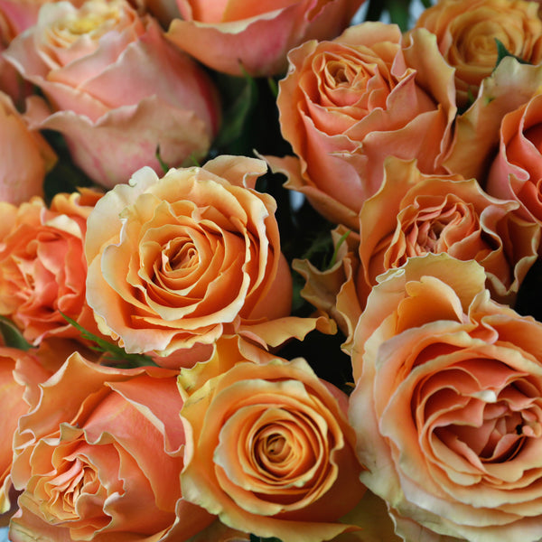 Rose Carpe Diem (10 tiges) - Atelier Rose Pivoine